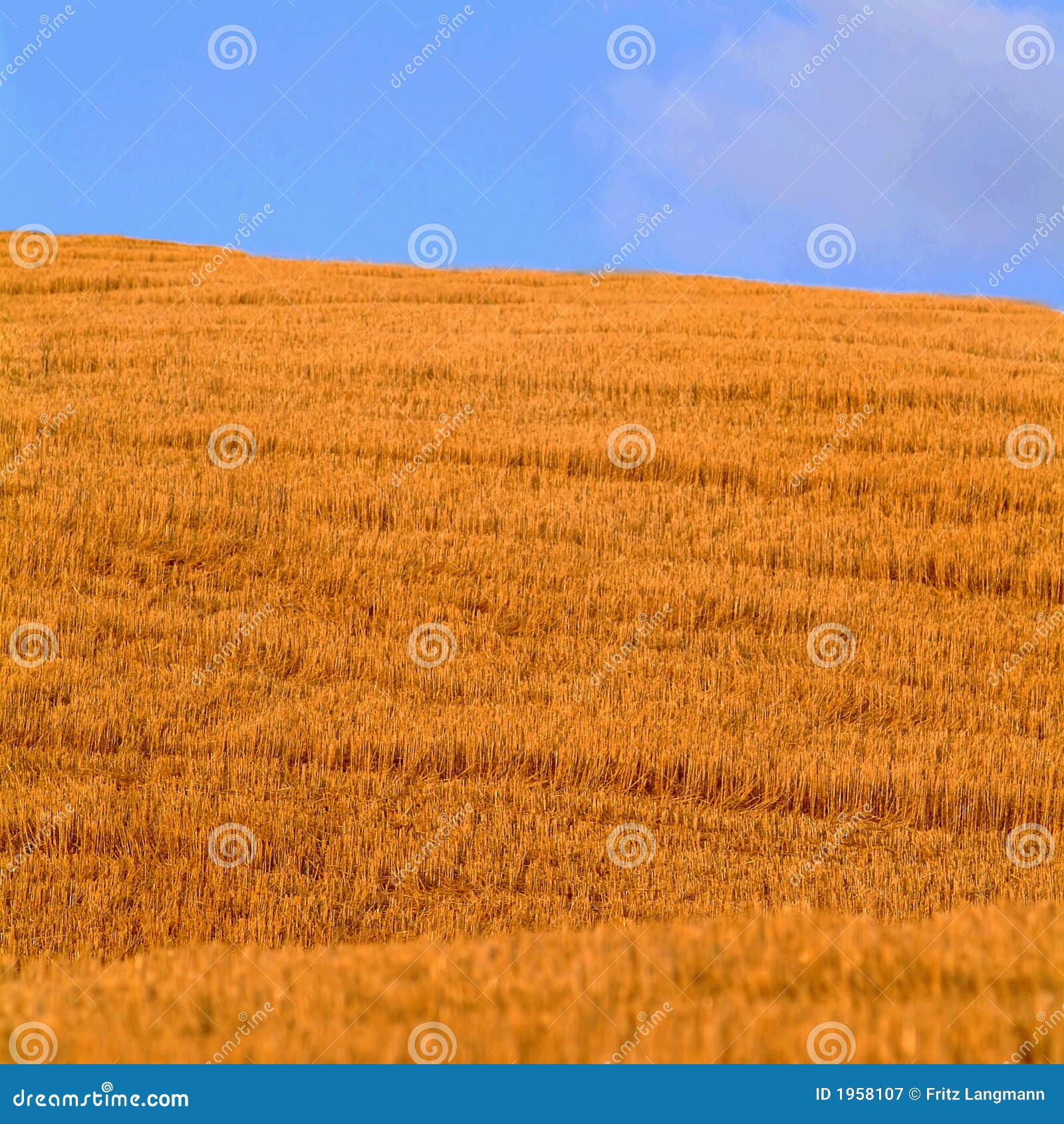 Cornfield stock image. Image of gold, corn, cereal, grain - 1958107