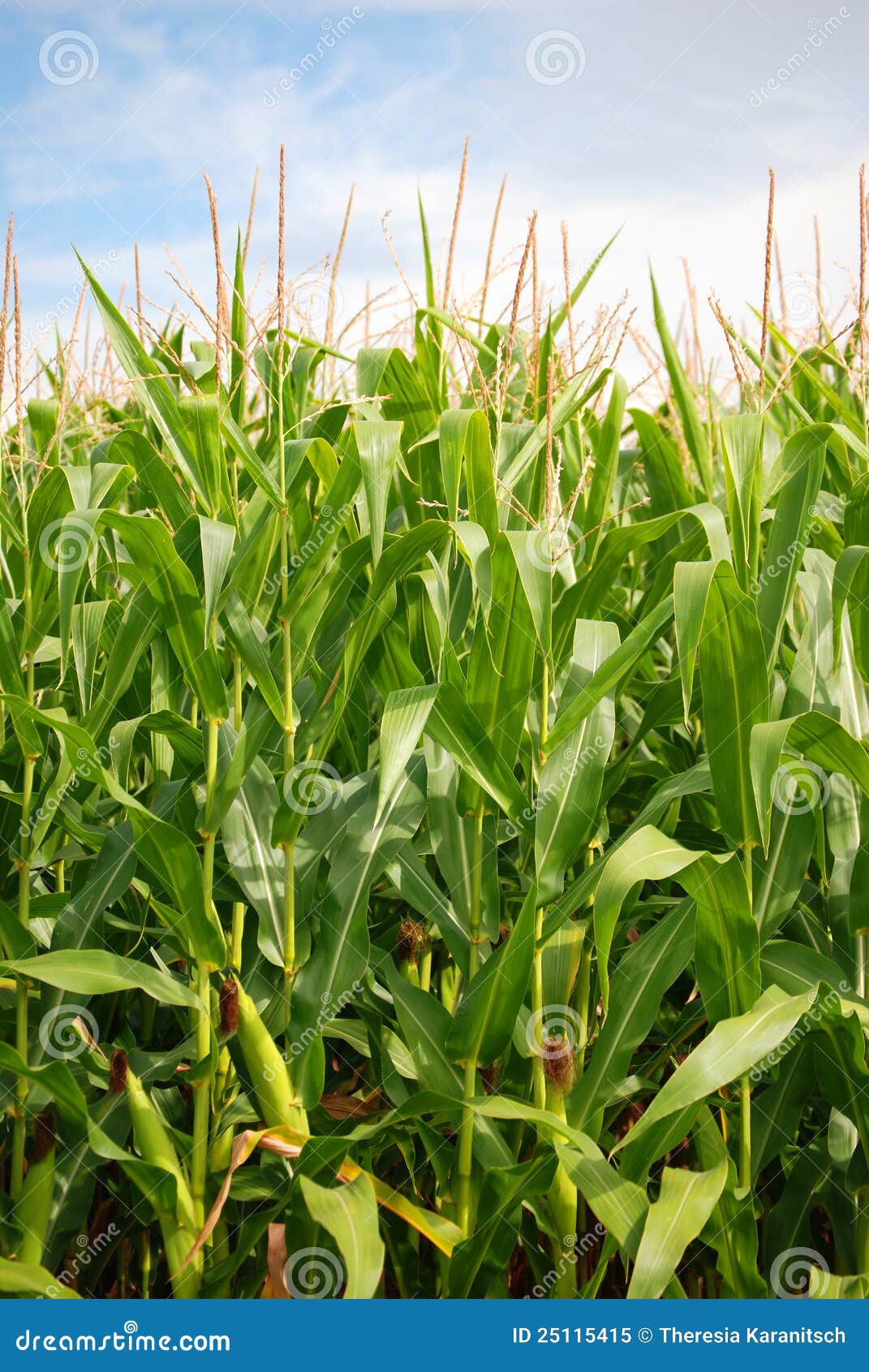 Cornfield stock image. Image of green, summer, feed, field - 25115415