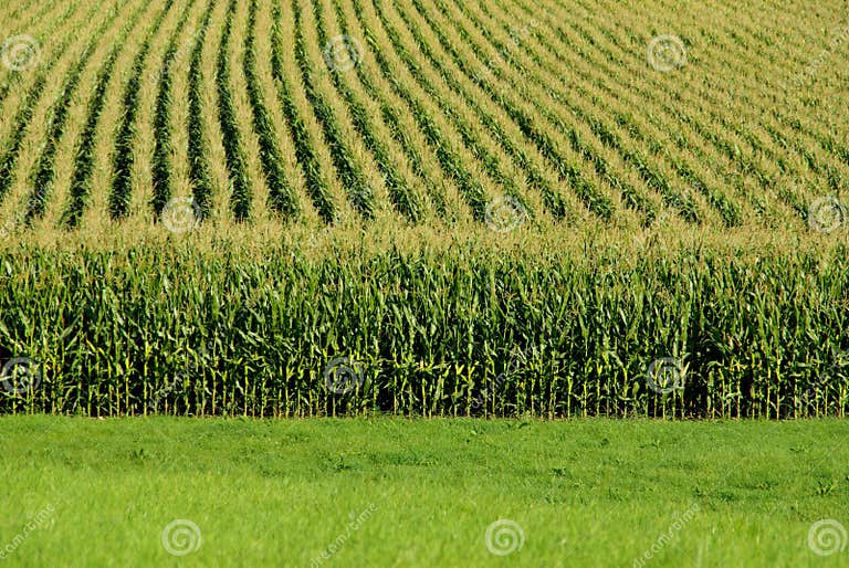 Cornfield stock photo. Image of summer, food, blue, wheat - 6206474