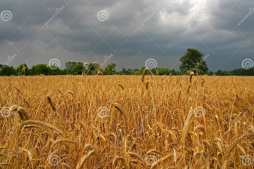 Cornfield stock photo. Image of country, ecologically, agricultural ...