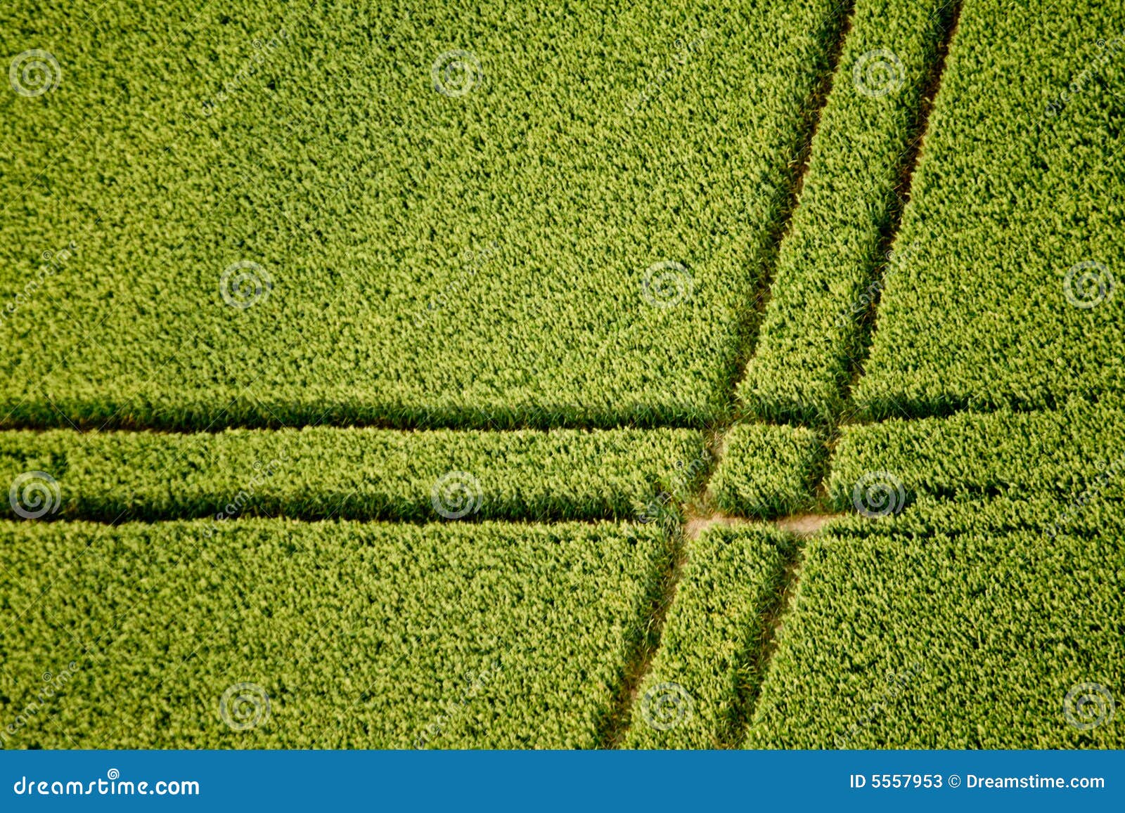 Cornfield, Aerial Photo stock image. Image of agriculture - 5557953