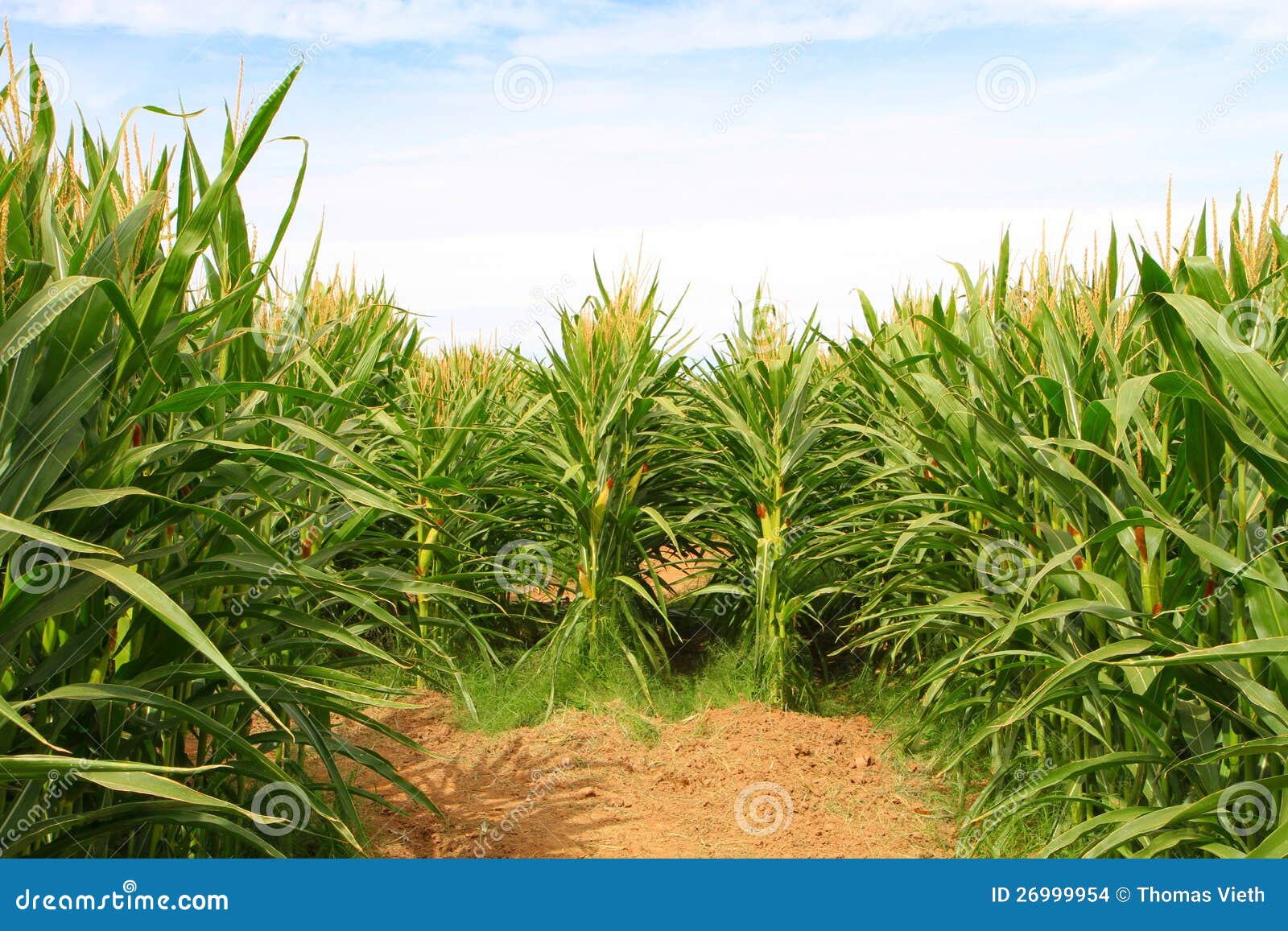 Cornfield in Arizona/USA stock photo. Image of ears, stem - 26999954