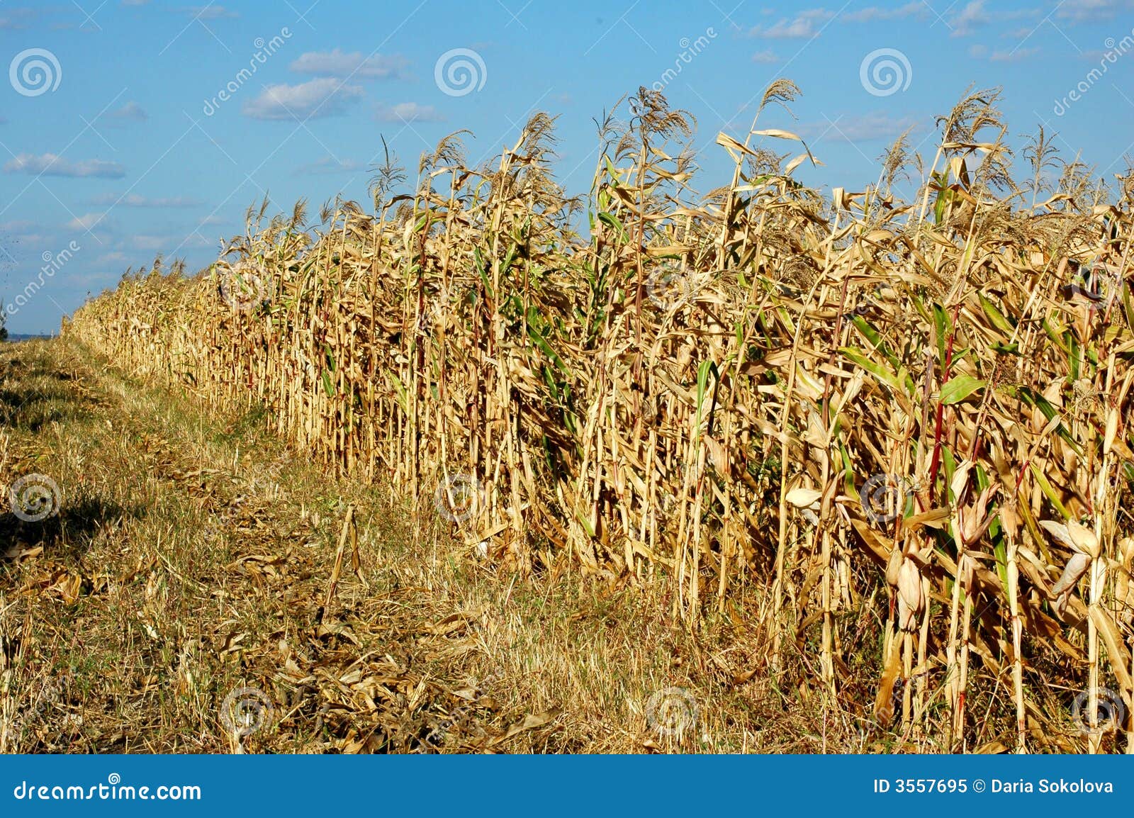 Cornfield at august stock image. Image of gold, horizon - 3557695