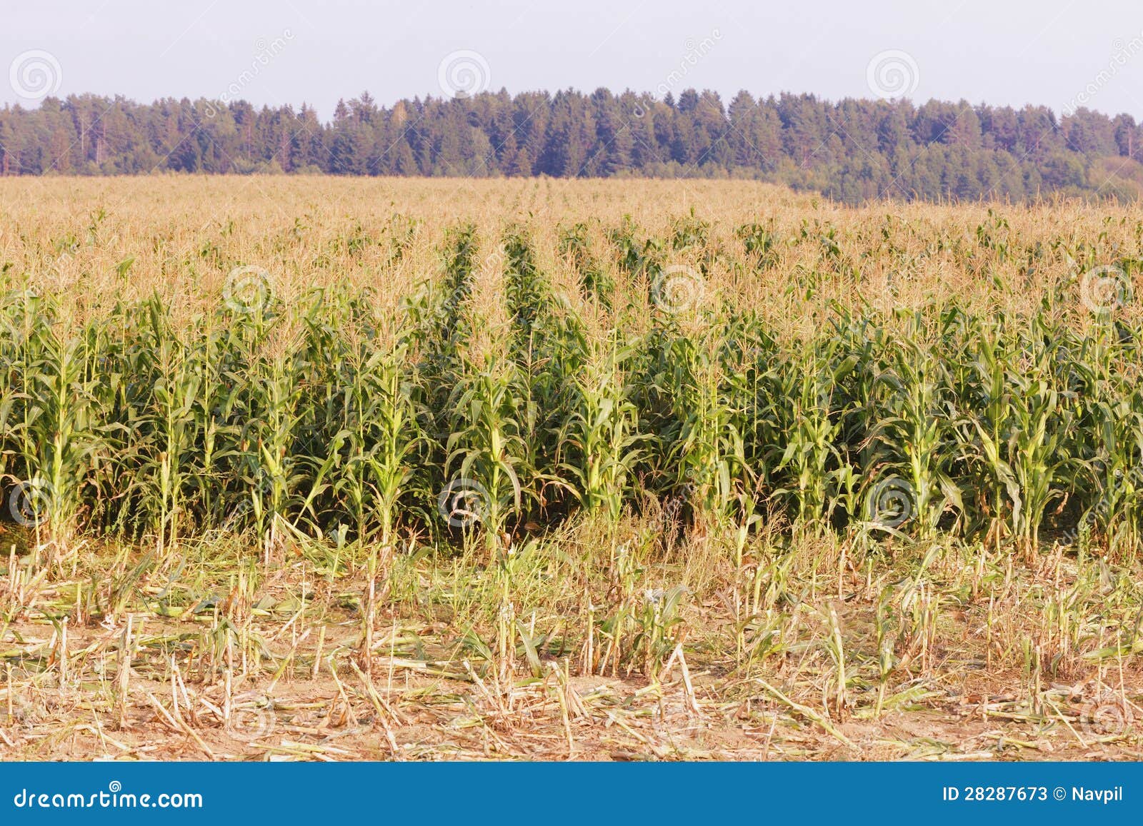 Cornfield in autumn. stock image. Image of country, cultivate - 28287673