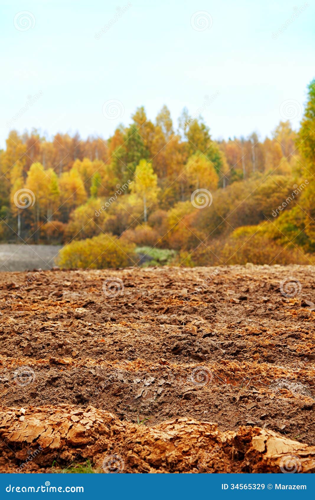Cornfield in autumn stock image. Image of cornfield, land - 34565329