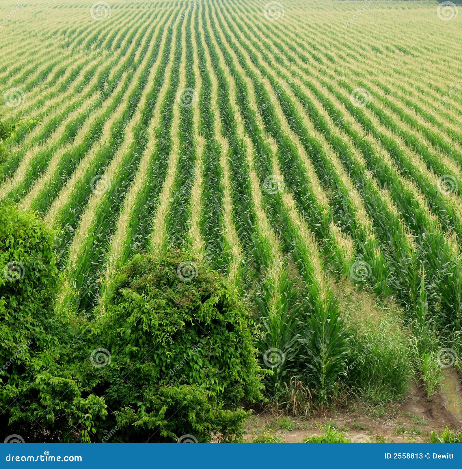 Cornfield background stock image. Image of agriculture - 2558813