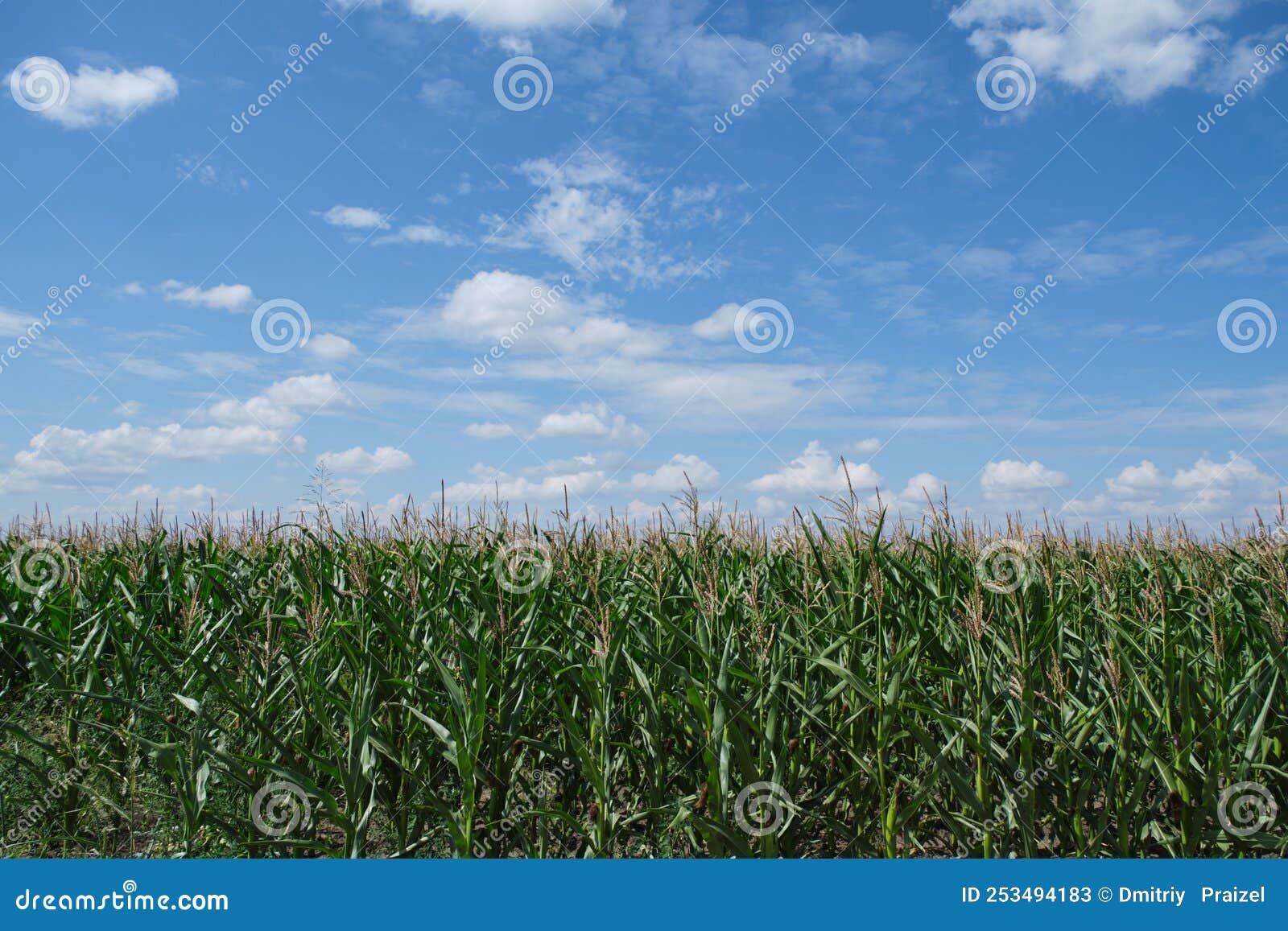 Cornfield Background Blue Sky and Clouds Stock Image - Image of ...