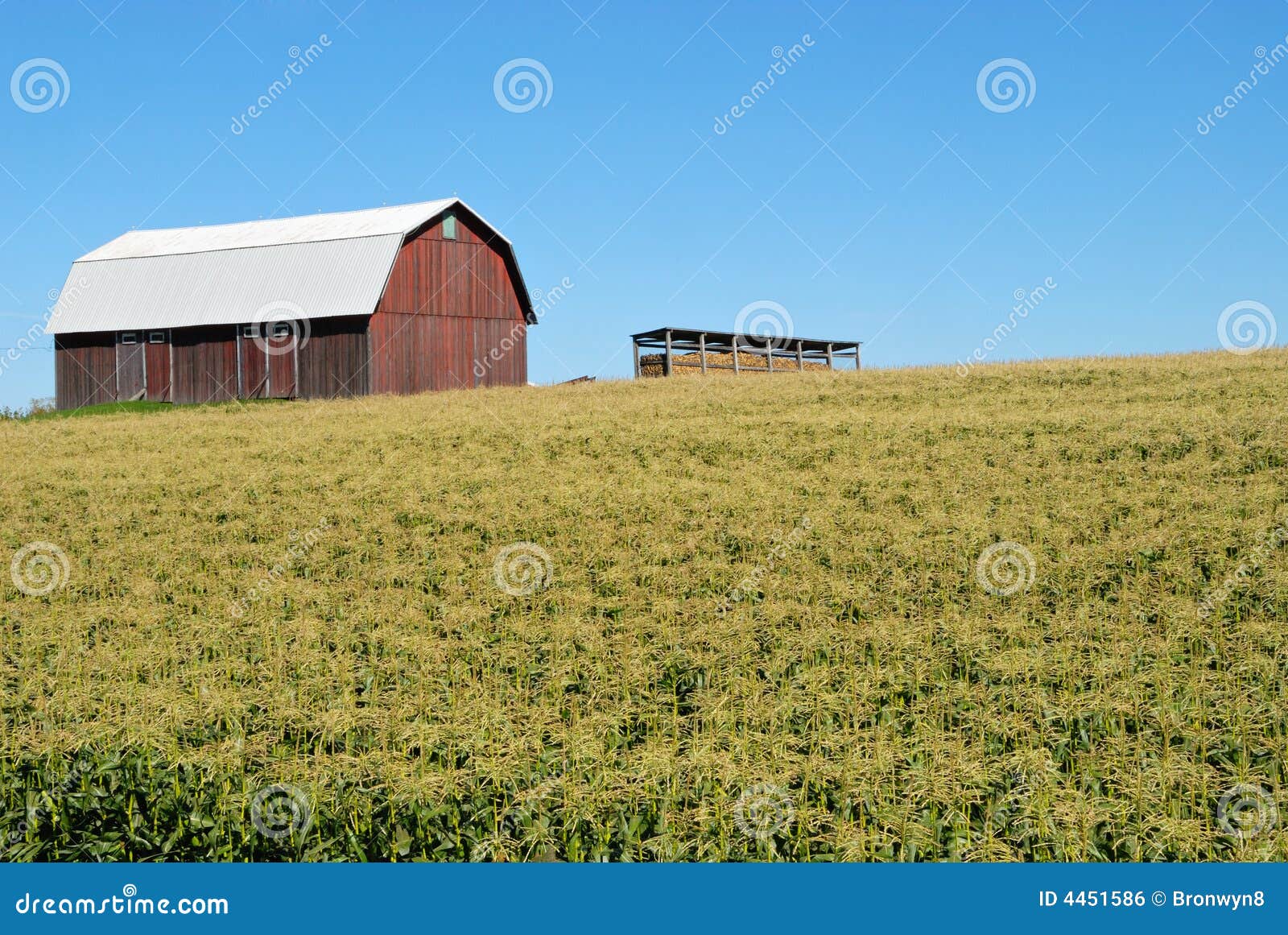 Cornfield with barn stock photo. Image of corn, grain - 4451586