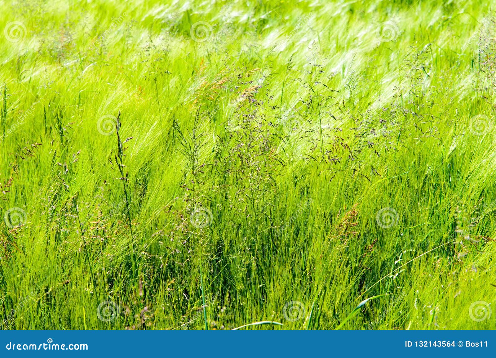 Cornfield stock photo. Image of bread, granary, agriculture - 132143564