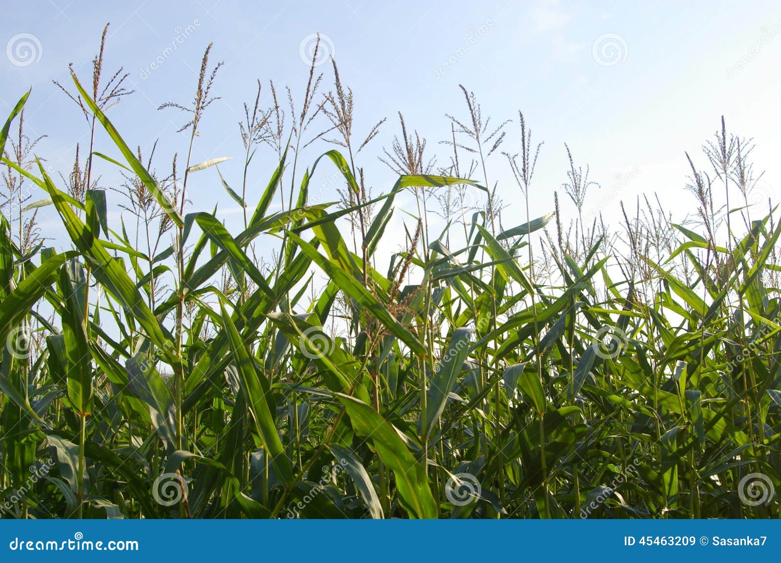 Cornfield stock image. Image of grass, planted, shadow - 45463209