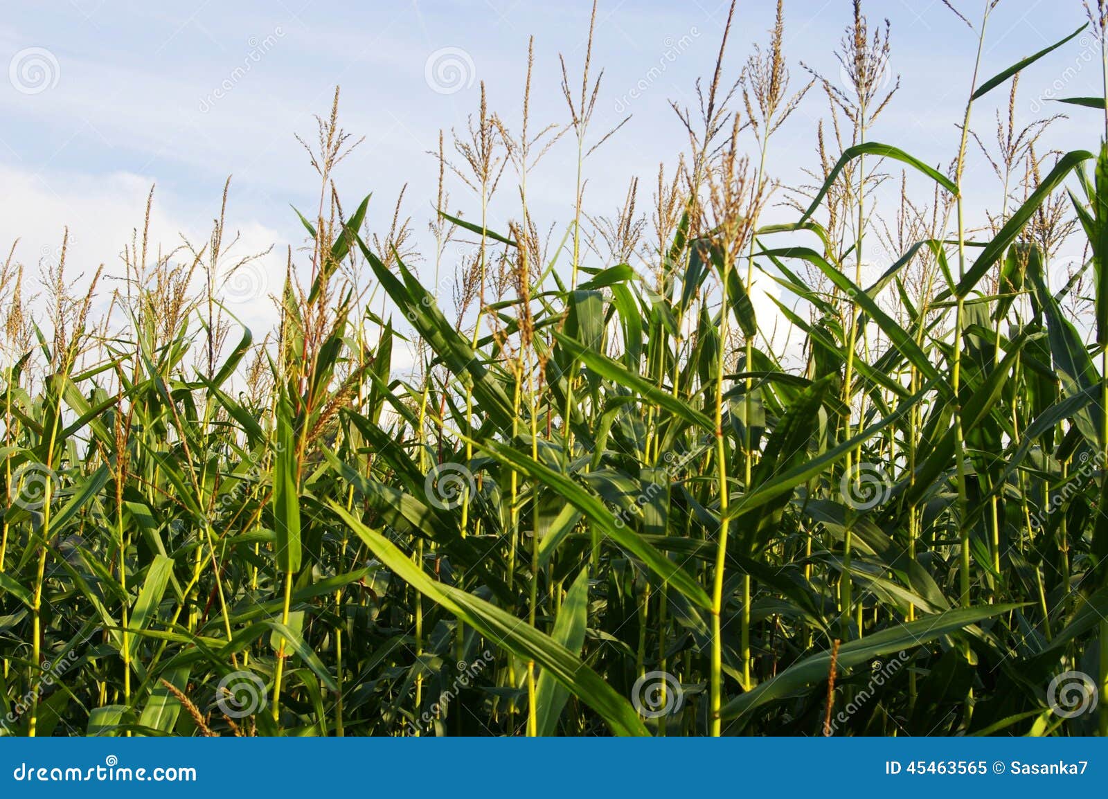 Cornfield stock image. Image of plant, ripening, field - 45463565