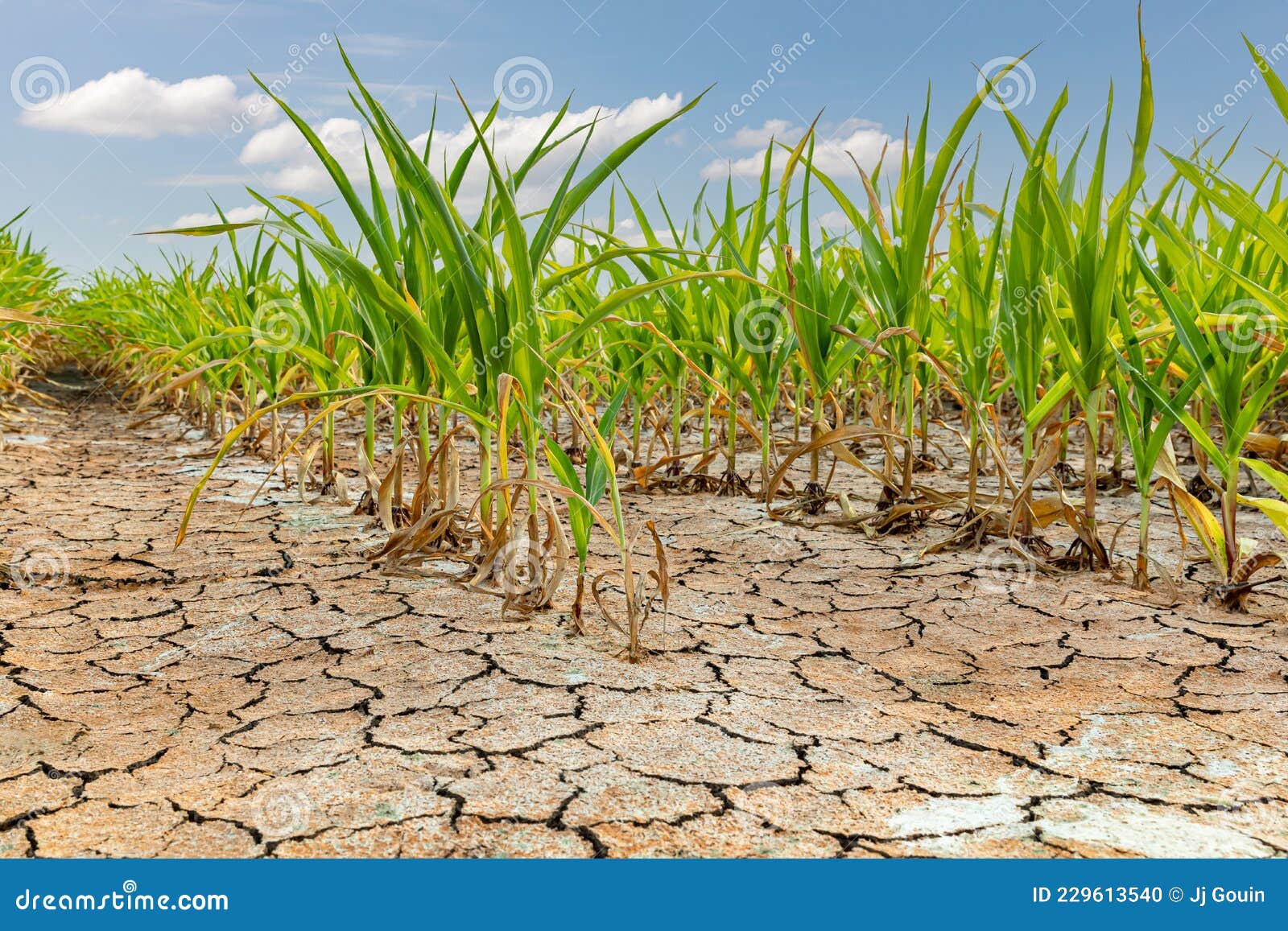 Cornfield with Corn Crop Damage and Cracked Soil. Stock Photo - Image ...