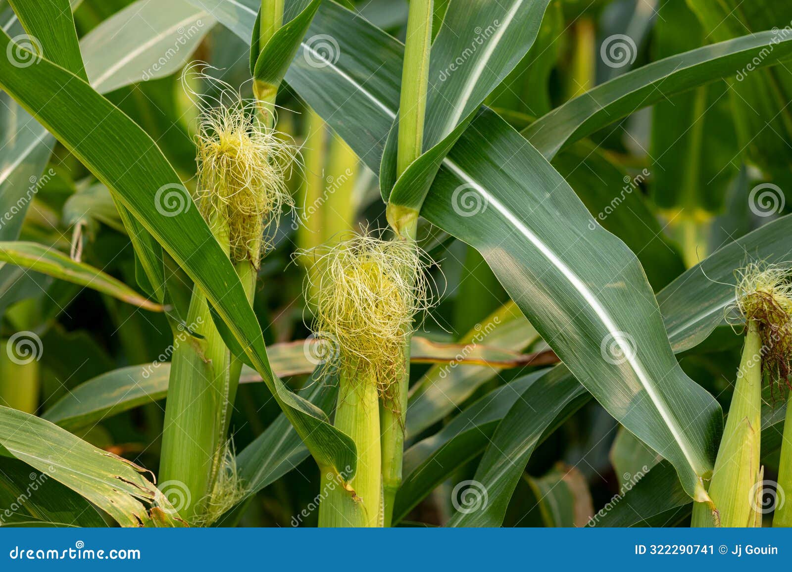 Cornfield with Corn Ear and Silk Growing on Cornstalk. Stock Image ...