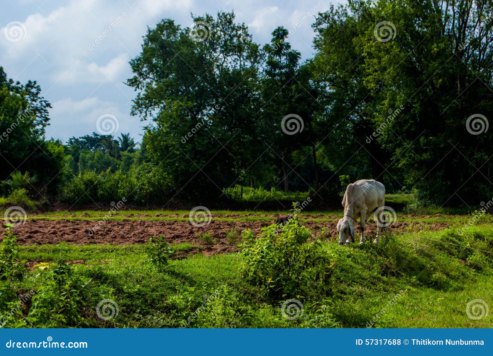 Rice Field and crow stock photo. Image of crop, grow - 57317688