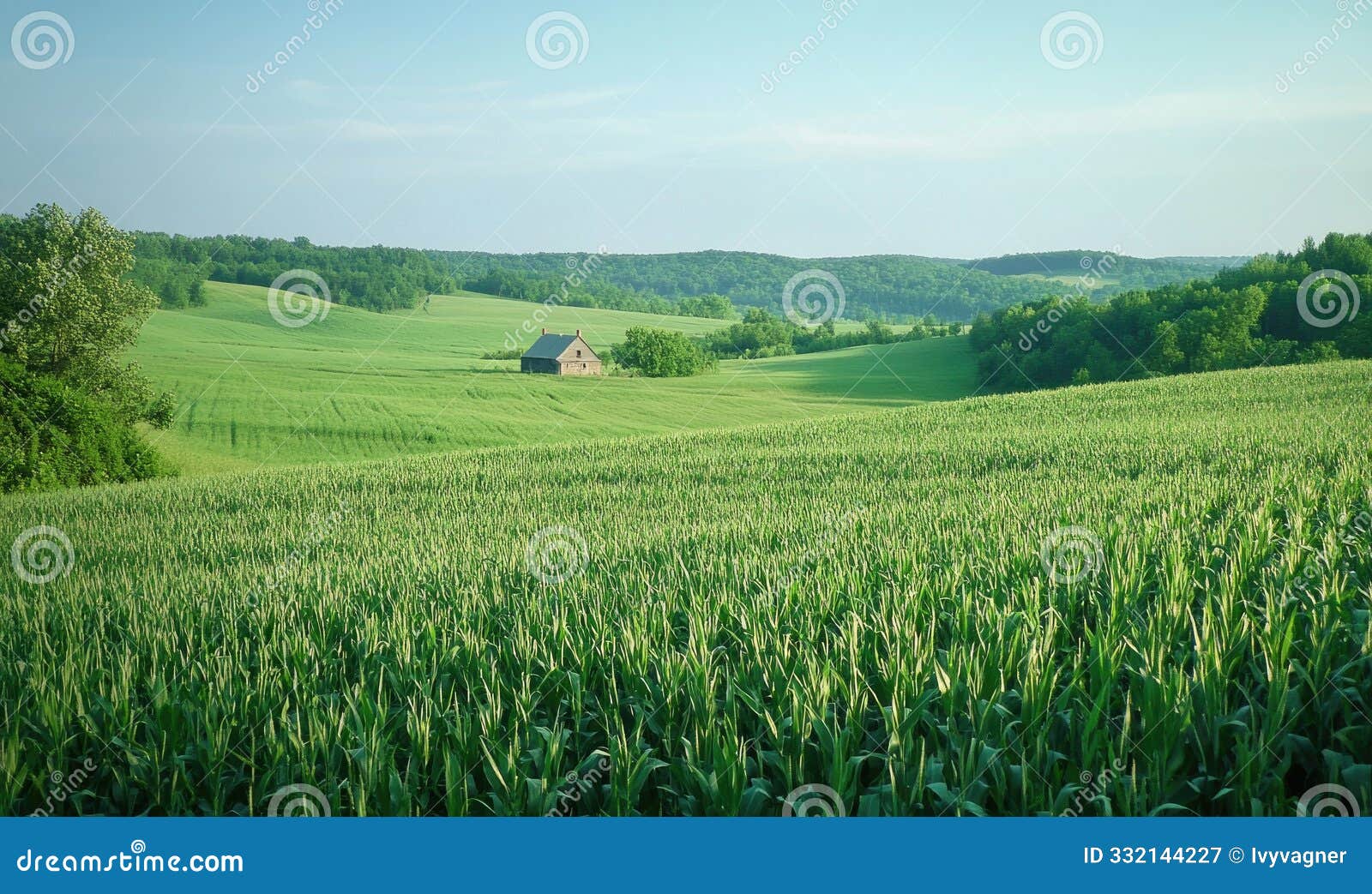 Cornfield with Distant Farmhouse, Green Expanse Stock Image - Image of ...