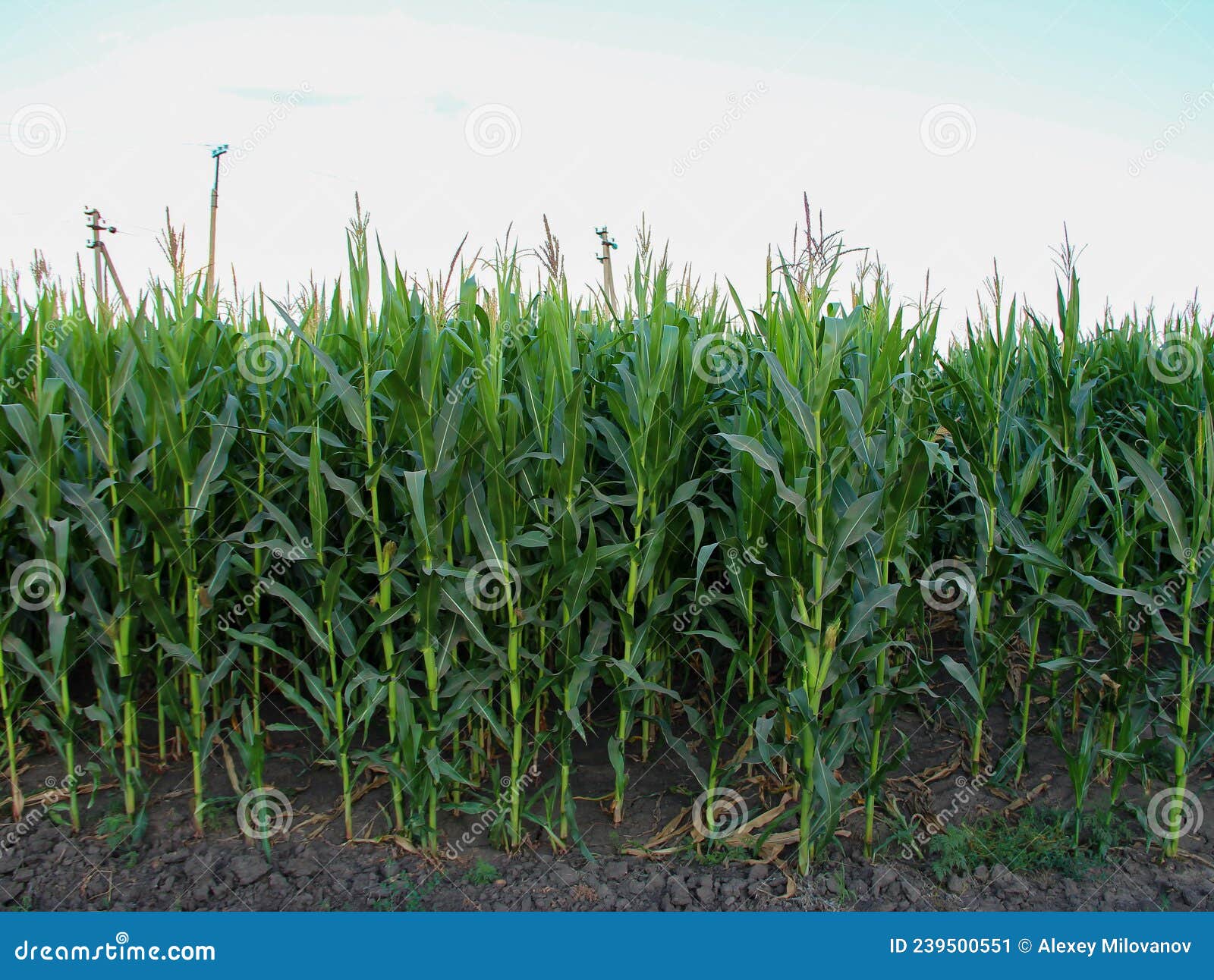 Cornfield, Even Row of Corn Stock Image - Image of harvesting, foliage ...