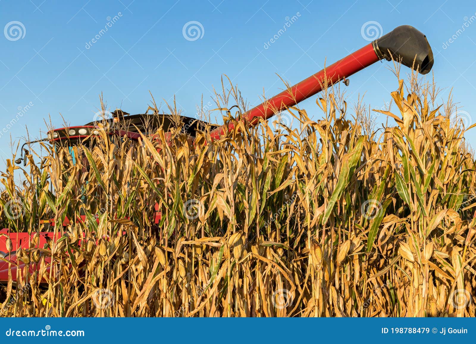 Cornfield in Fall during Corn Harvest. Combine Harvester in Background ...