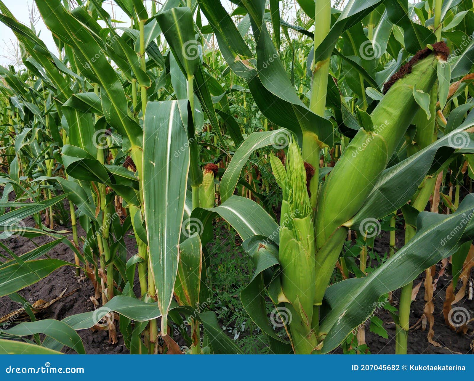 Dry Stalks Of Corn. View Of The Cornfield From Above. Corn Plantation ...