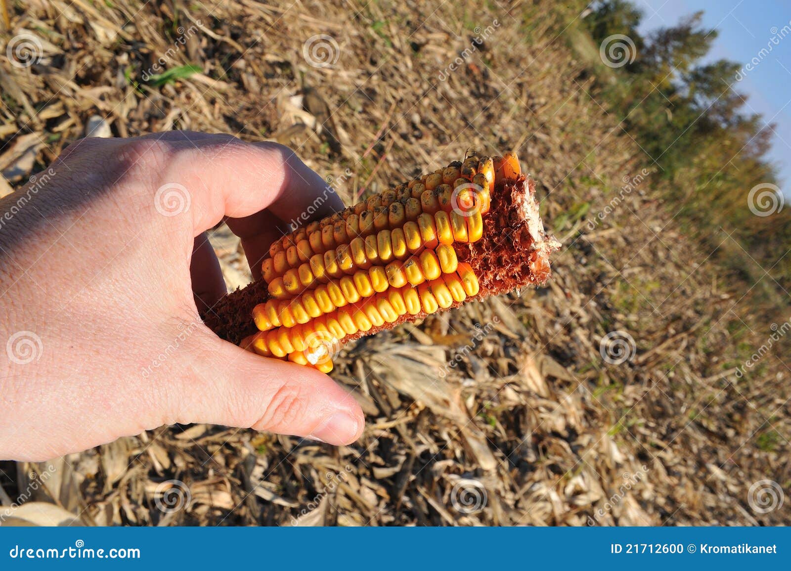 Cornfield after harvest stock photo. Image of land, crop - 21712600