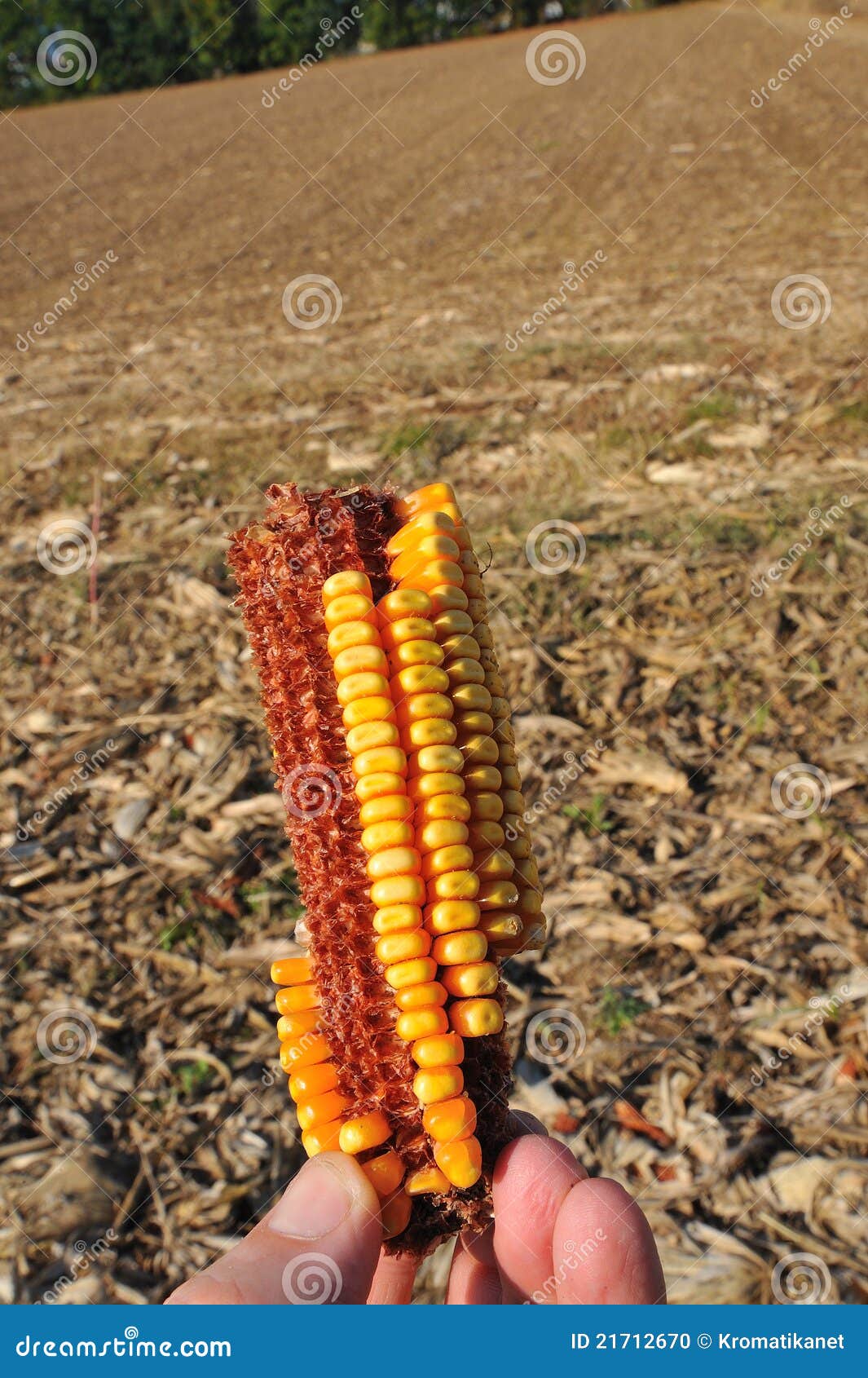 Cornfield after harvest stock photo. Image of field, corn - 21712670