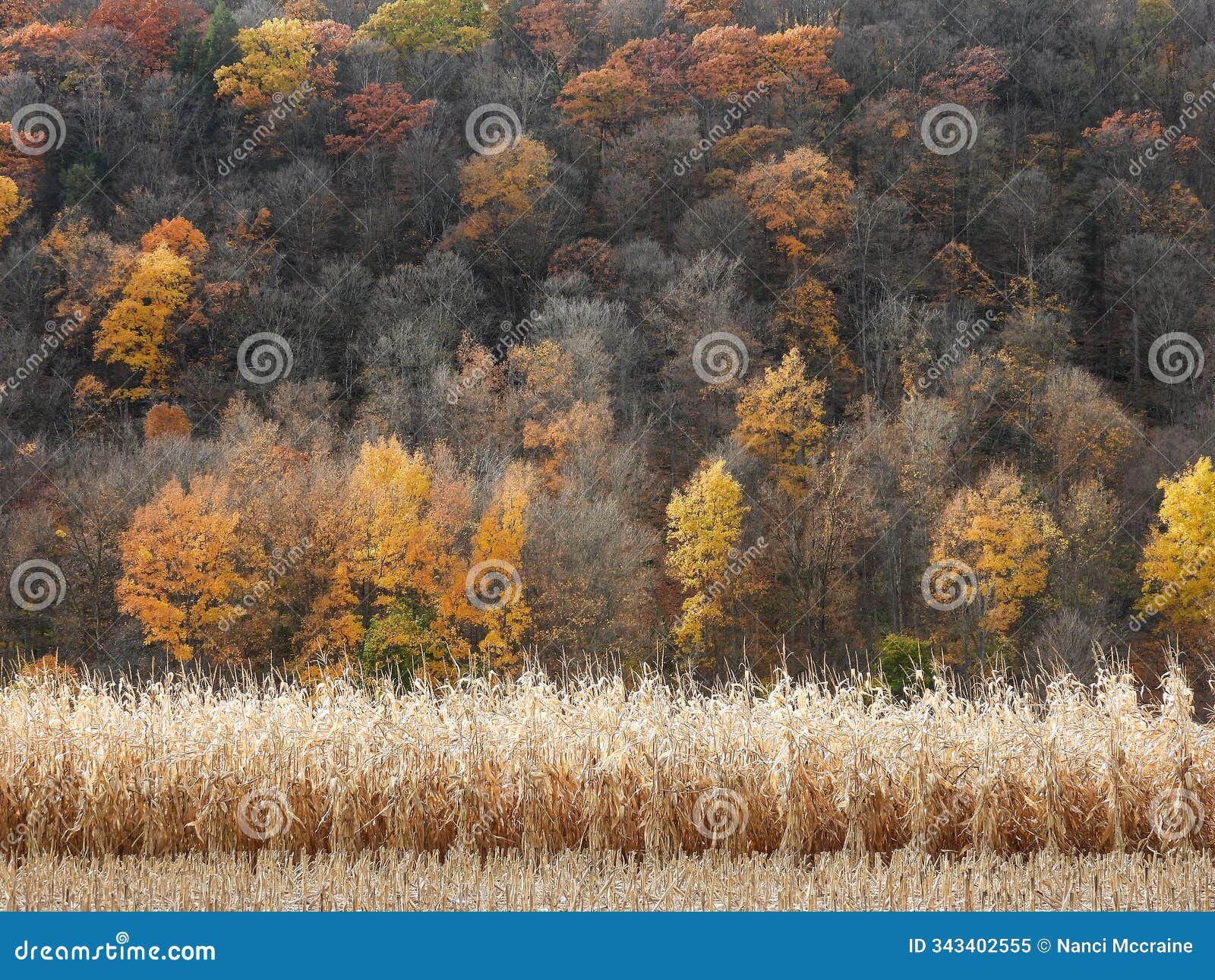 Cornfield Harvest Below Hills Full of Fall Color Stock Image - Image of ...