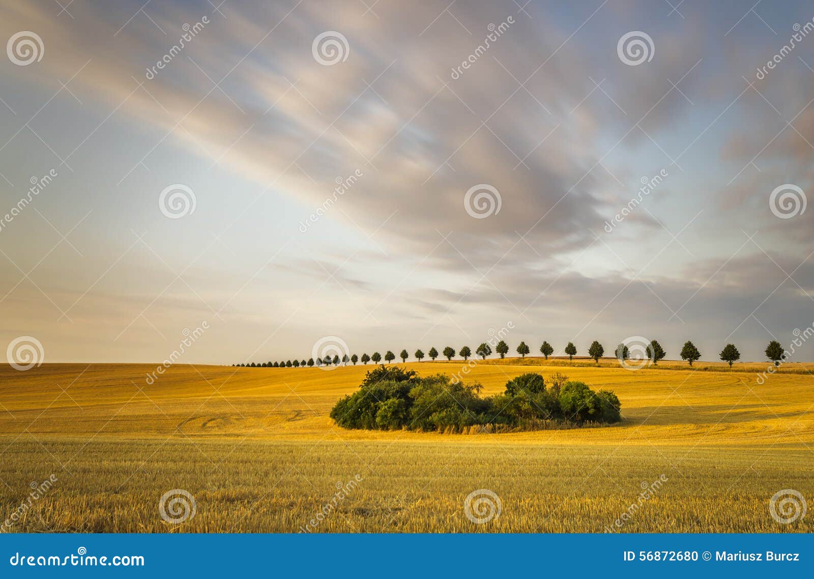 Cornfield after harvest stock photo. Image of farming - 56872680