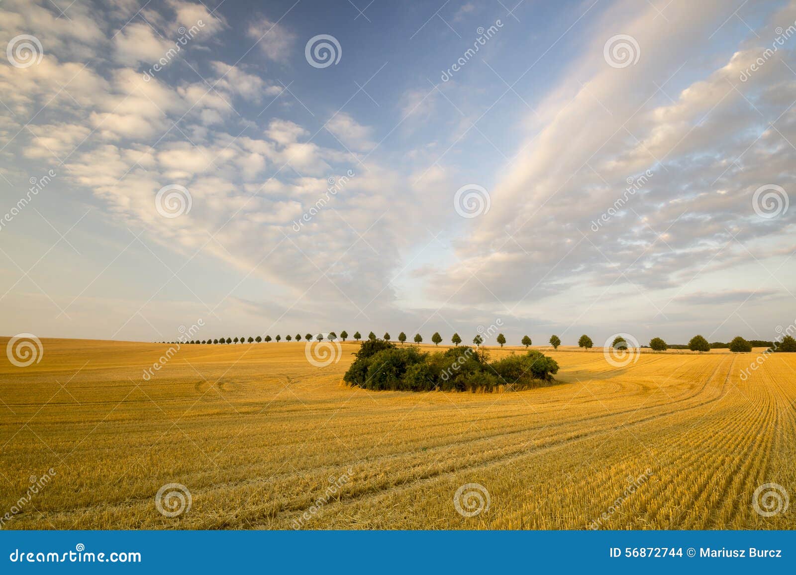Cornfield after harvest stock photo. Image of camino - 56872744