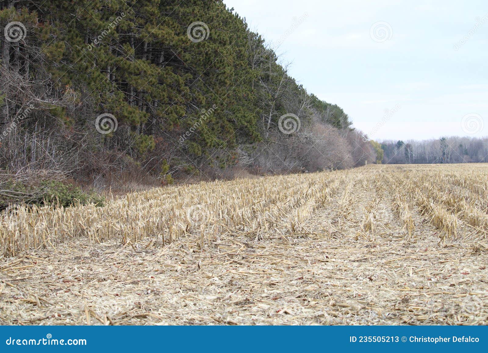 The Cornfield after Harvest Stock Image - Image of next, farm: 235505213