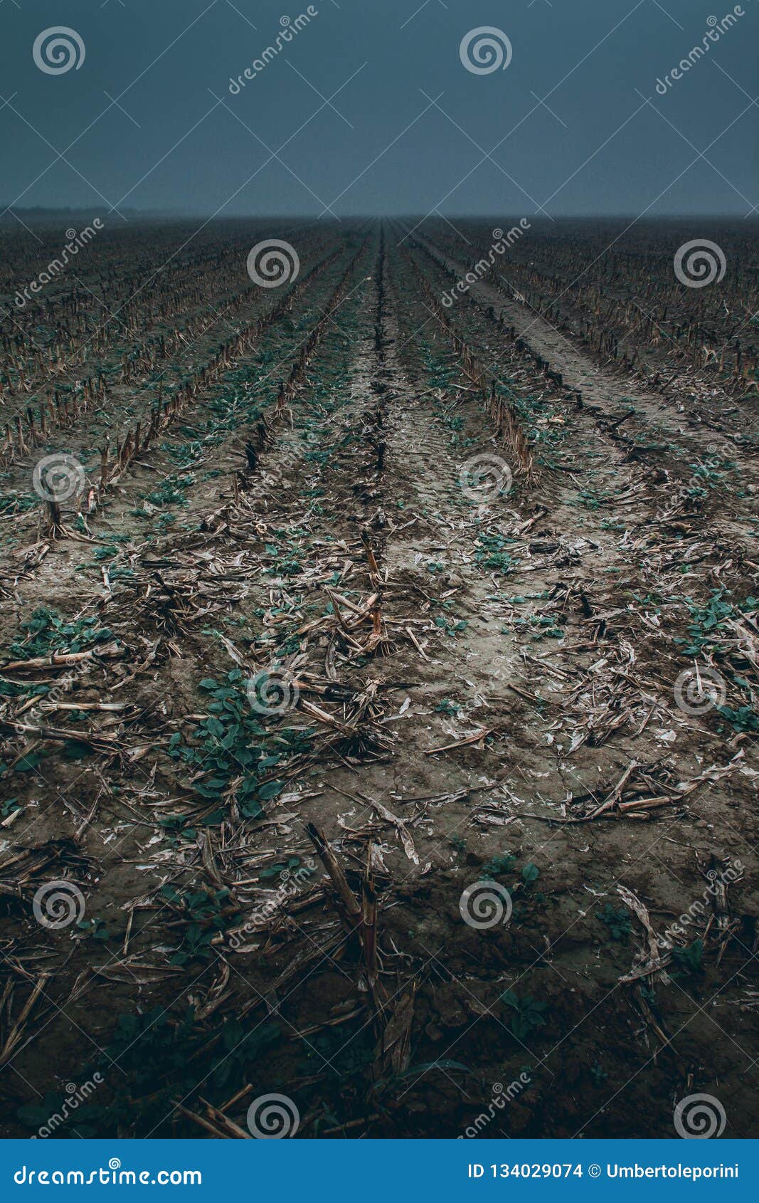 Cornfield after the Harvest Moody Style Image Stock Photo - Image of ...