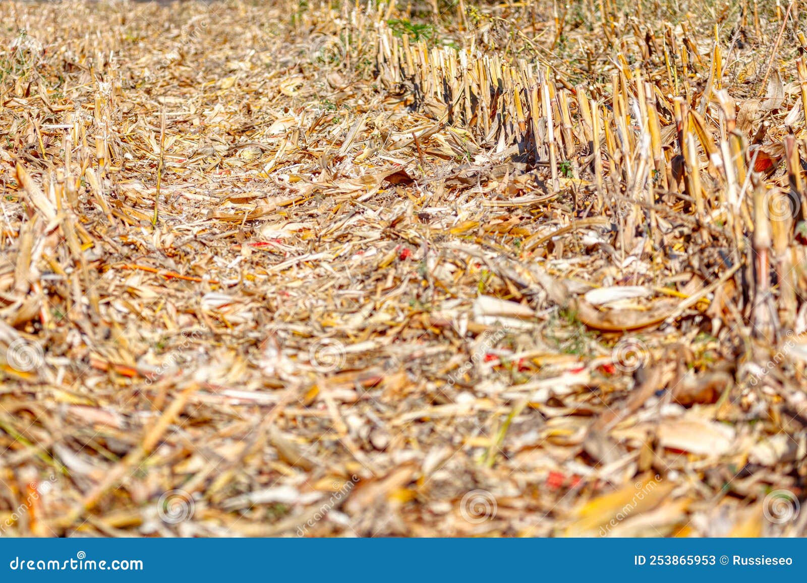 Cornfield after harvesting stock image. Image of maize - 253865953