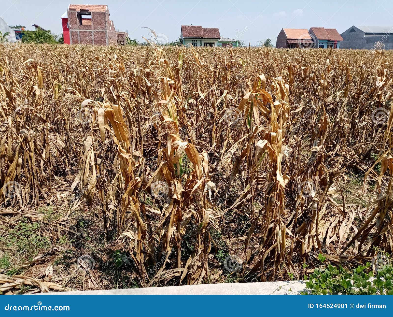 Cornfield that Has Dried Up. Stock Image - Image of cornfield, corn ...