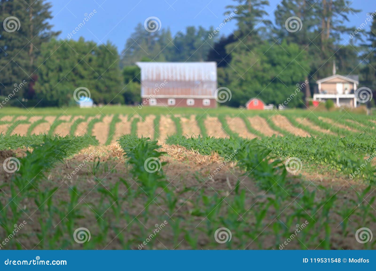 Cornfield on Hobby Farm stock photo. Image of country - 119531548