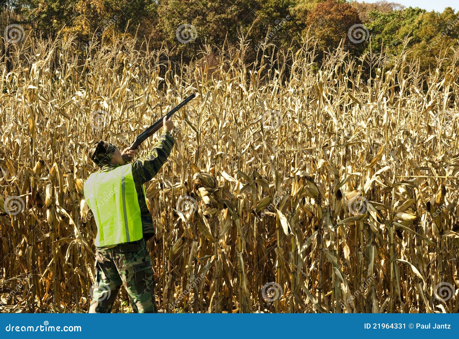 Cornfield hunter stock image. Image of trees, camoflauge - 21964331