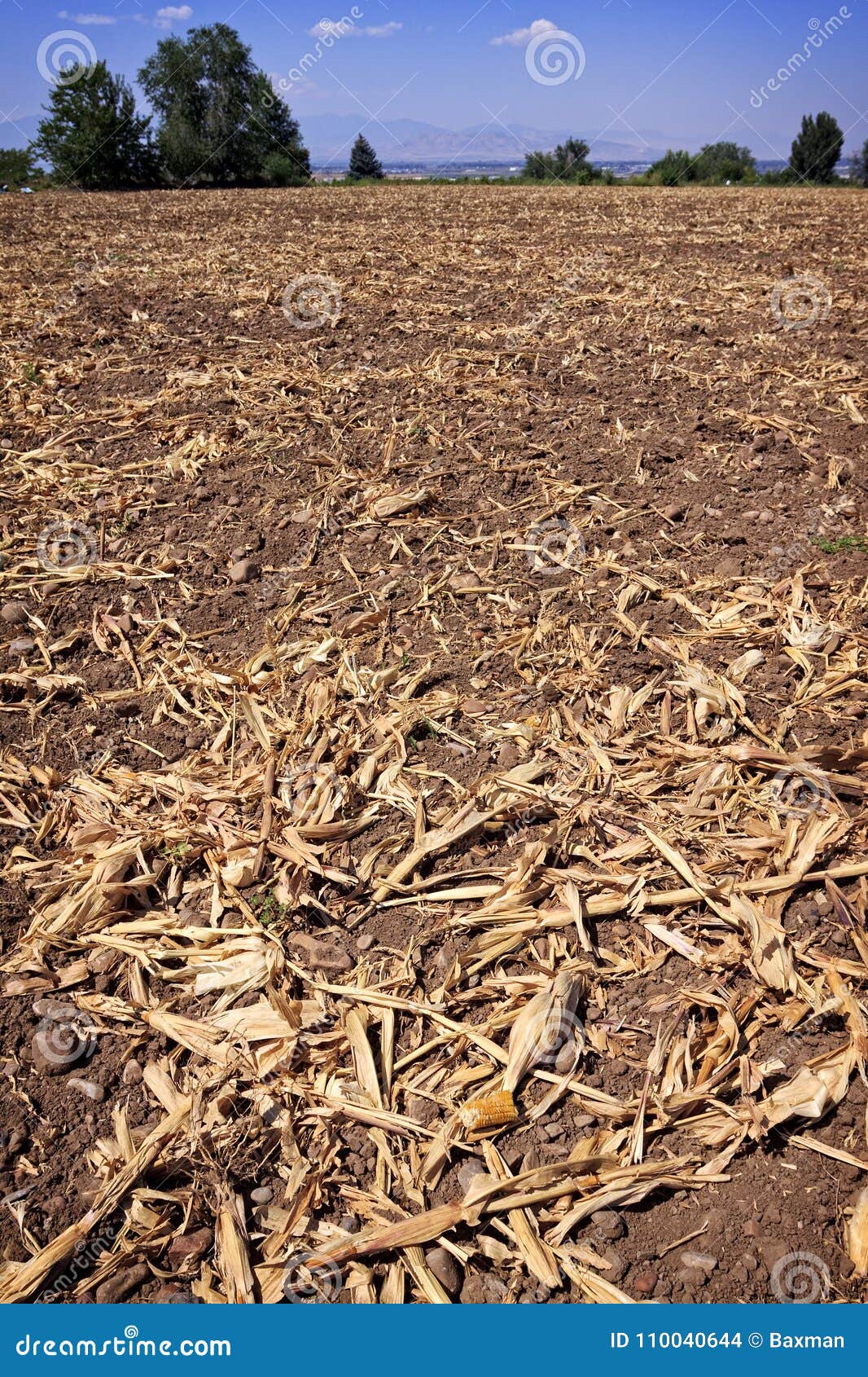 Cornfield Husks Left after Harvest Stock Photo - Image of vertical ...