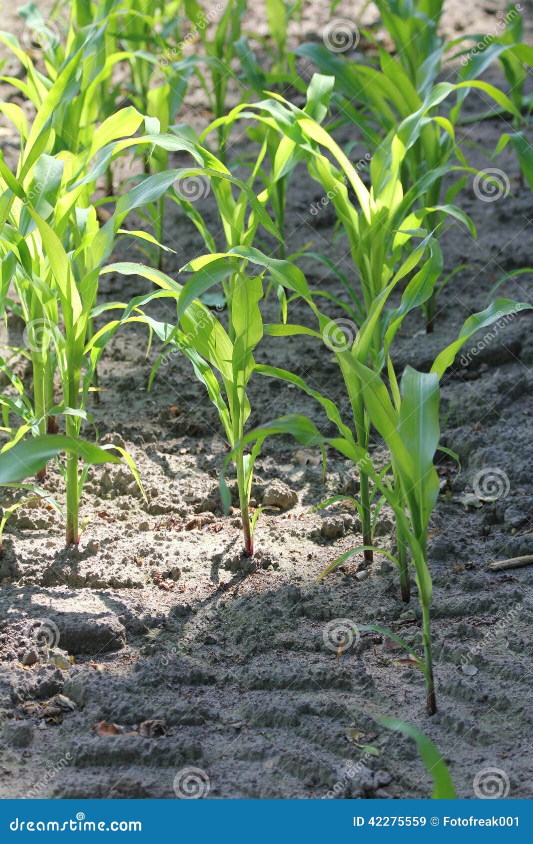 Cornfield stock image. Image of nature, cropping, plant - 42275559