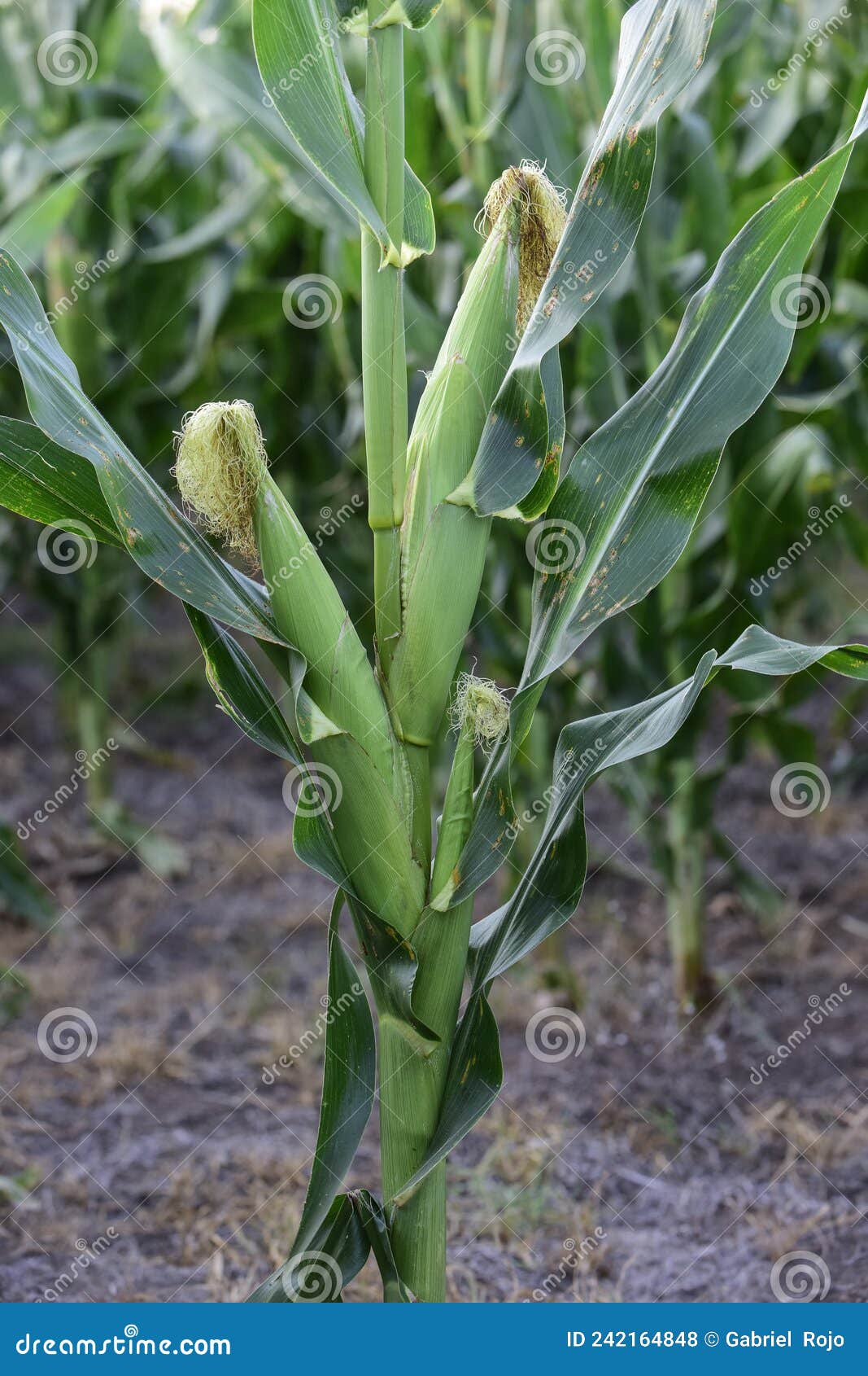 Cornfield in La Pampa stock photo. Image of cornfield - 242164848