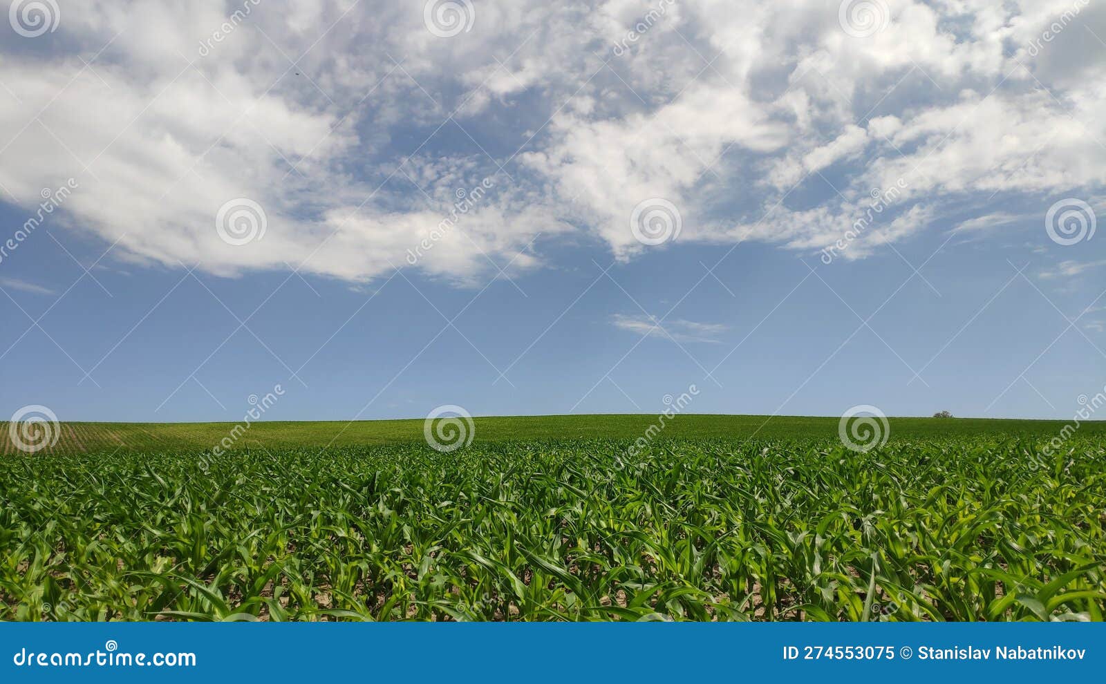 Corn Field Landscape with Blue Sky and Clouds Stock Image - Image of ...