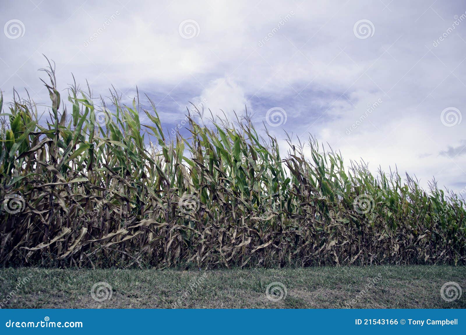 Cornfield in the Midwest stock photo. Image of production - 21543166