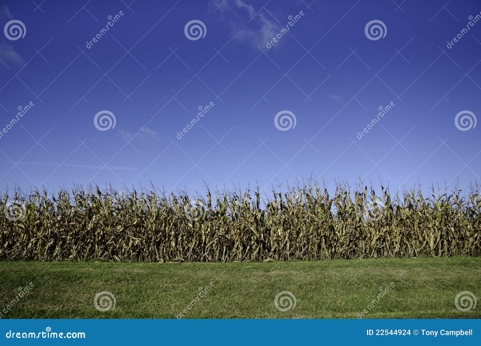 Cornfield in the Midwest stock photo. Image of farming - 22544924