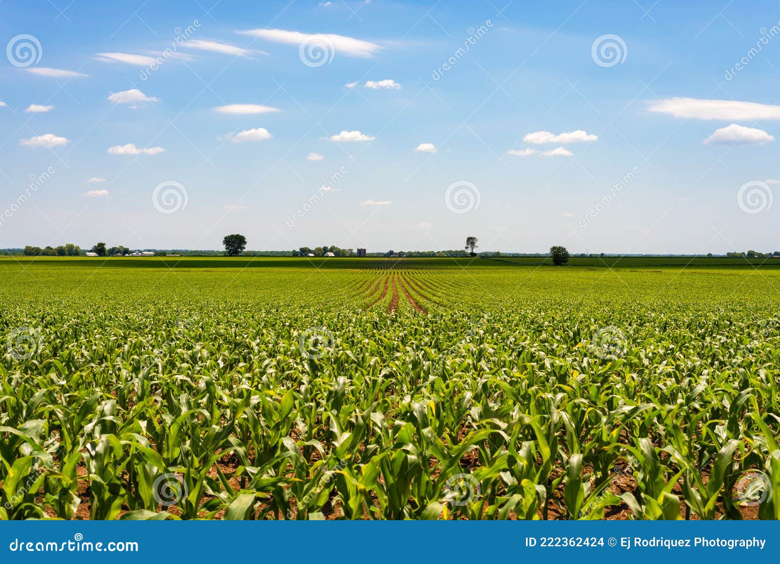 Cornfield in the Midwest stock photo. Image of beautiful - 222362424