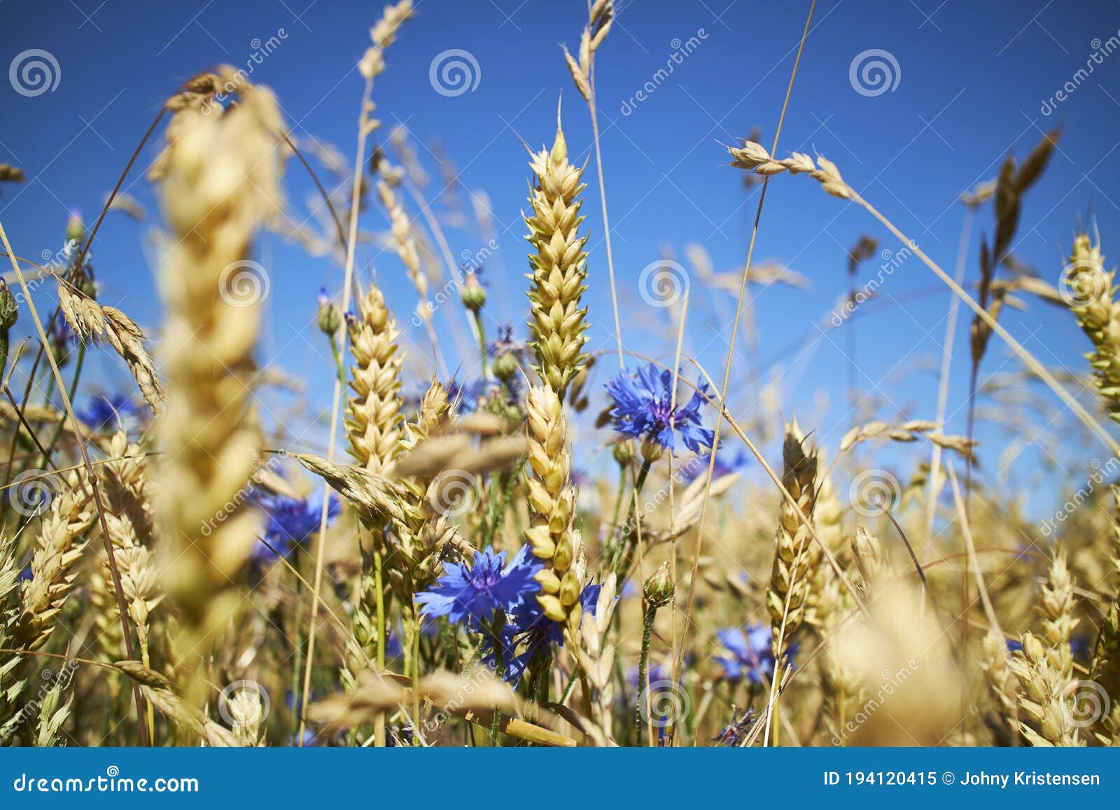 A Cornfield, Purple Flowers and Blue Sky Stock Image - Image of ...