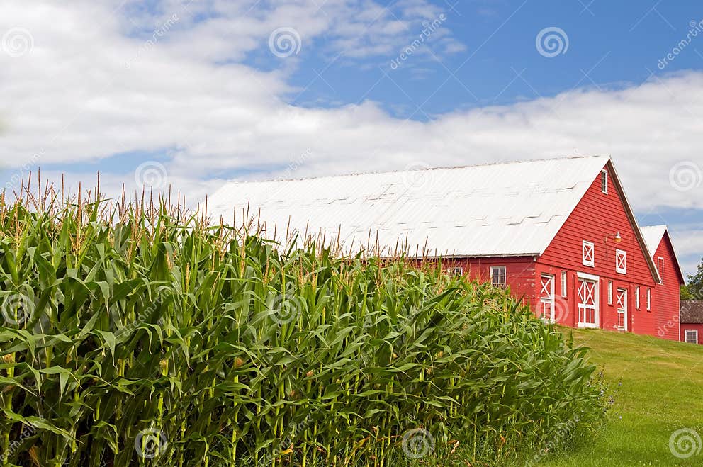 Cornfield and red barn stock image. Image of england - 15388029