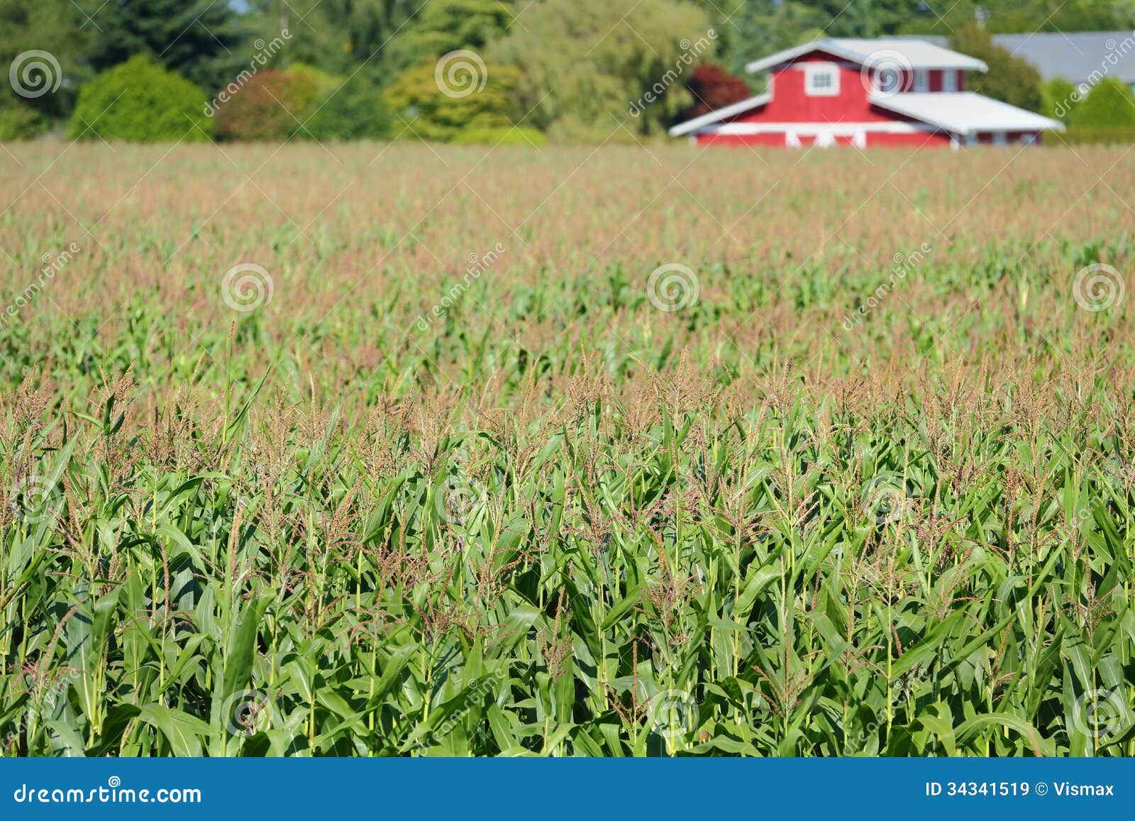 Cornfield Red Barn stock image. Image of vegetable, agribusiness - 34341519