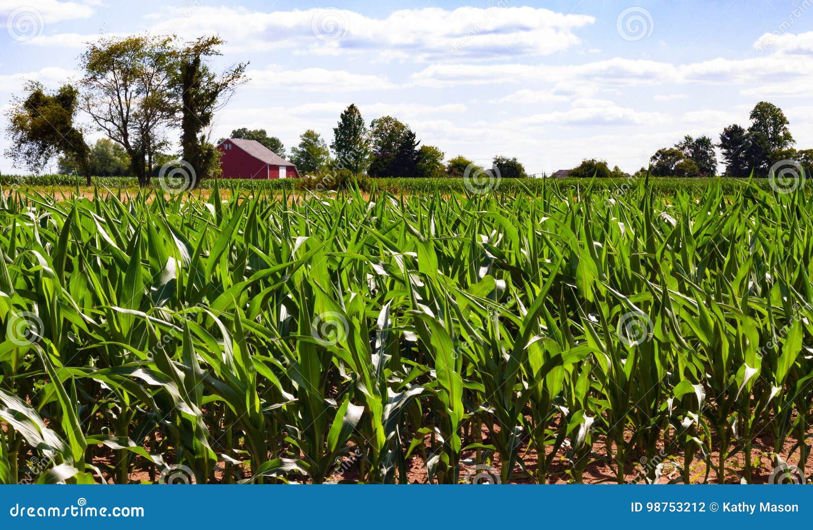 Cornfield with a red barn stock photo. Image of farm - 98753212