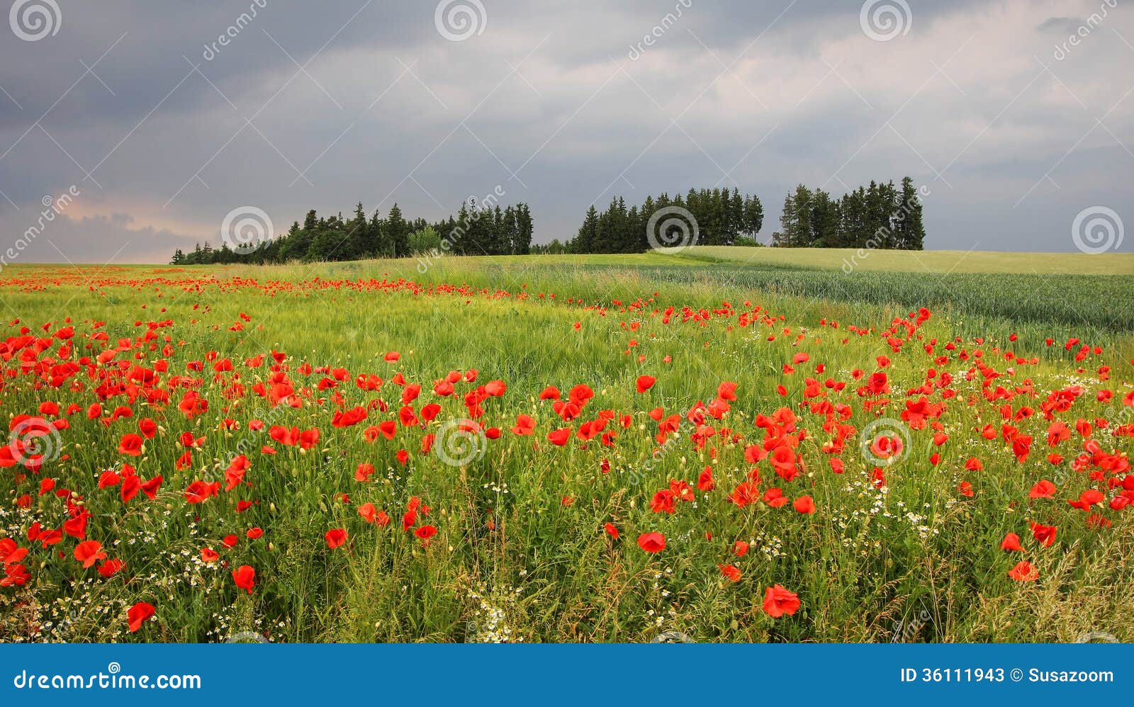 Cornfield with Red Poppies in the Countryside, Tuscany Landscape Stock ...