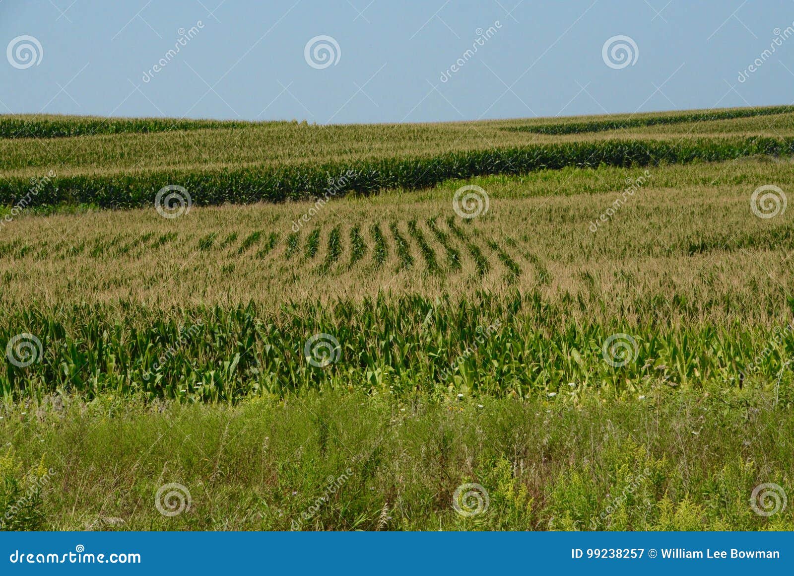 Cornfield stock image. Image of farm, hills, country - 99238257