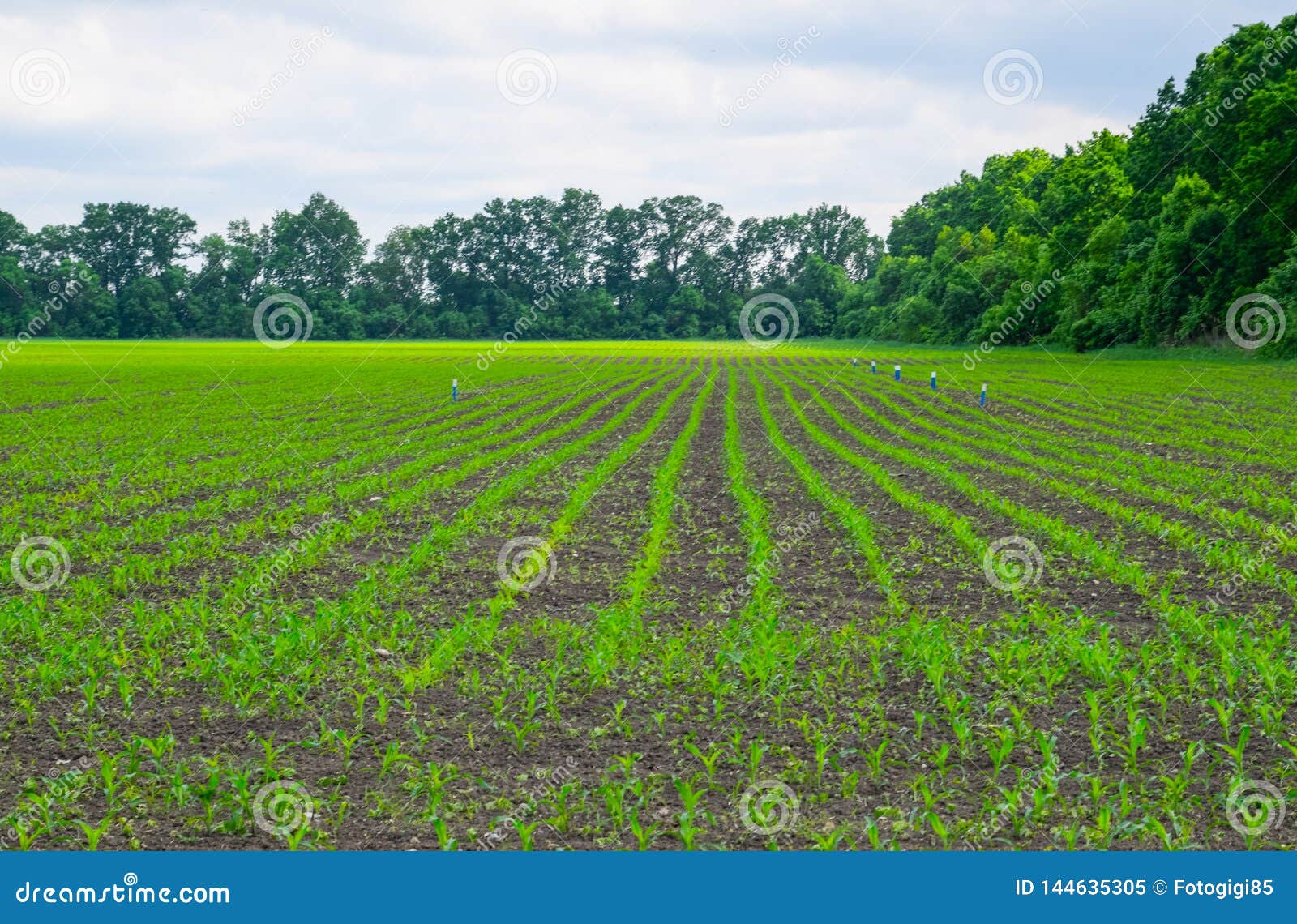 Cornfield. Small Corn Sprouts, Field Landscape Stock Image - Image of ...