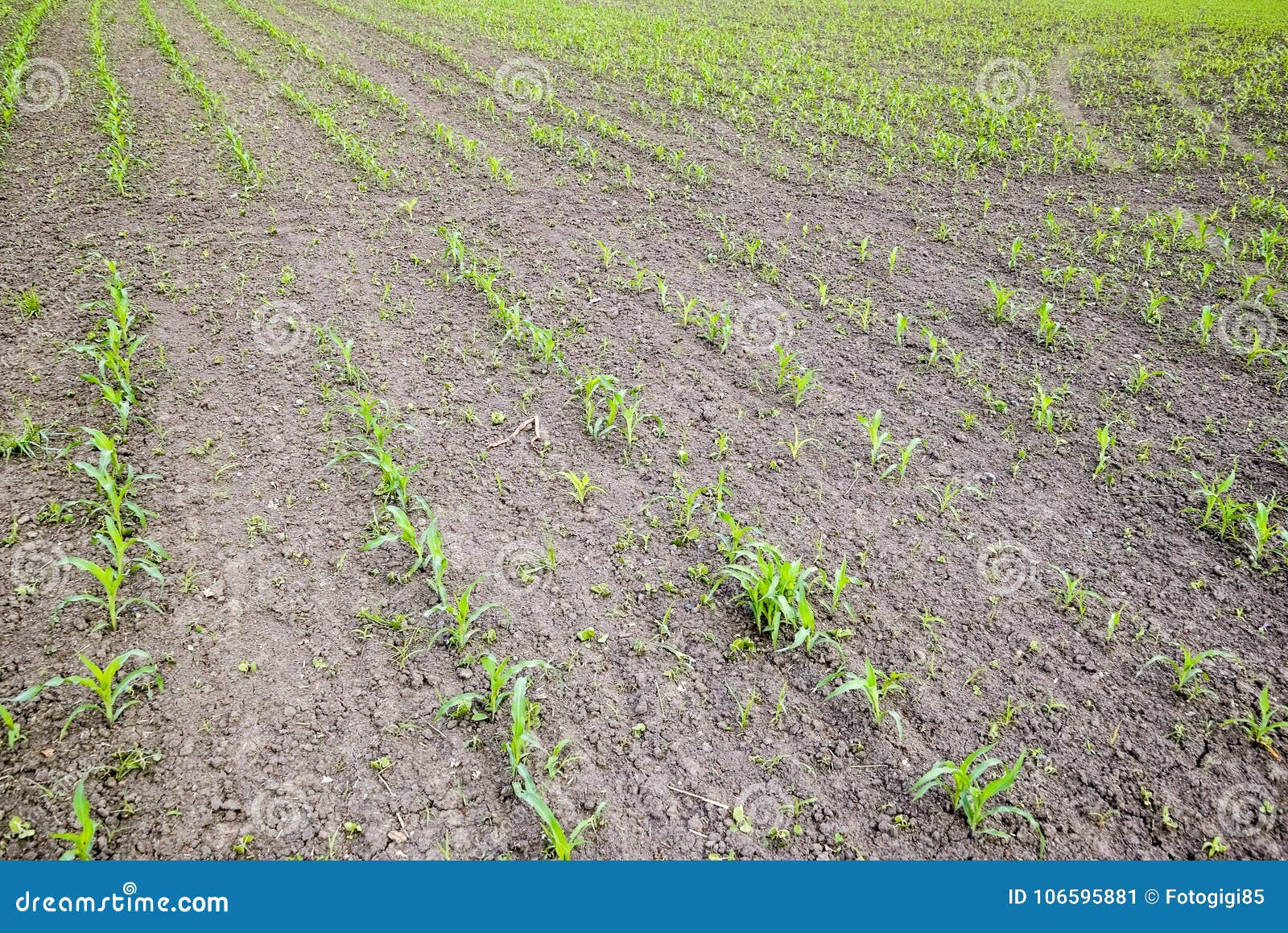 Cornfield. Small Corn Sprouts, Field Landscape. Loose Soil and Stalks ...