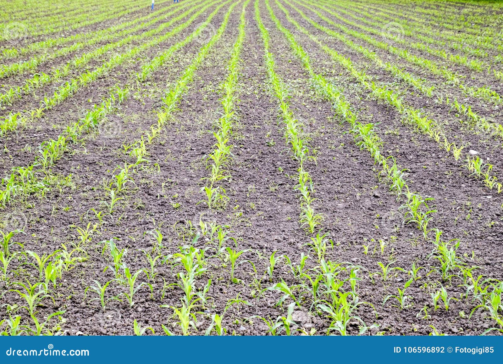 Cornfield. Small Corn Sprouts, Field Landscape. Loose Soil and Stalks ...