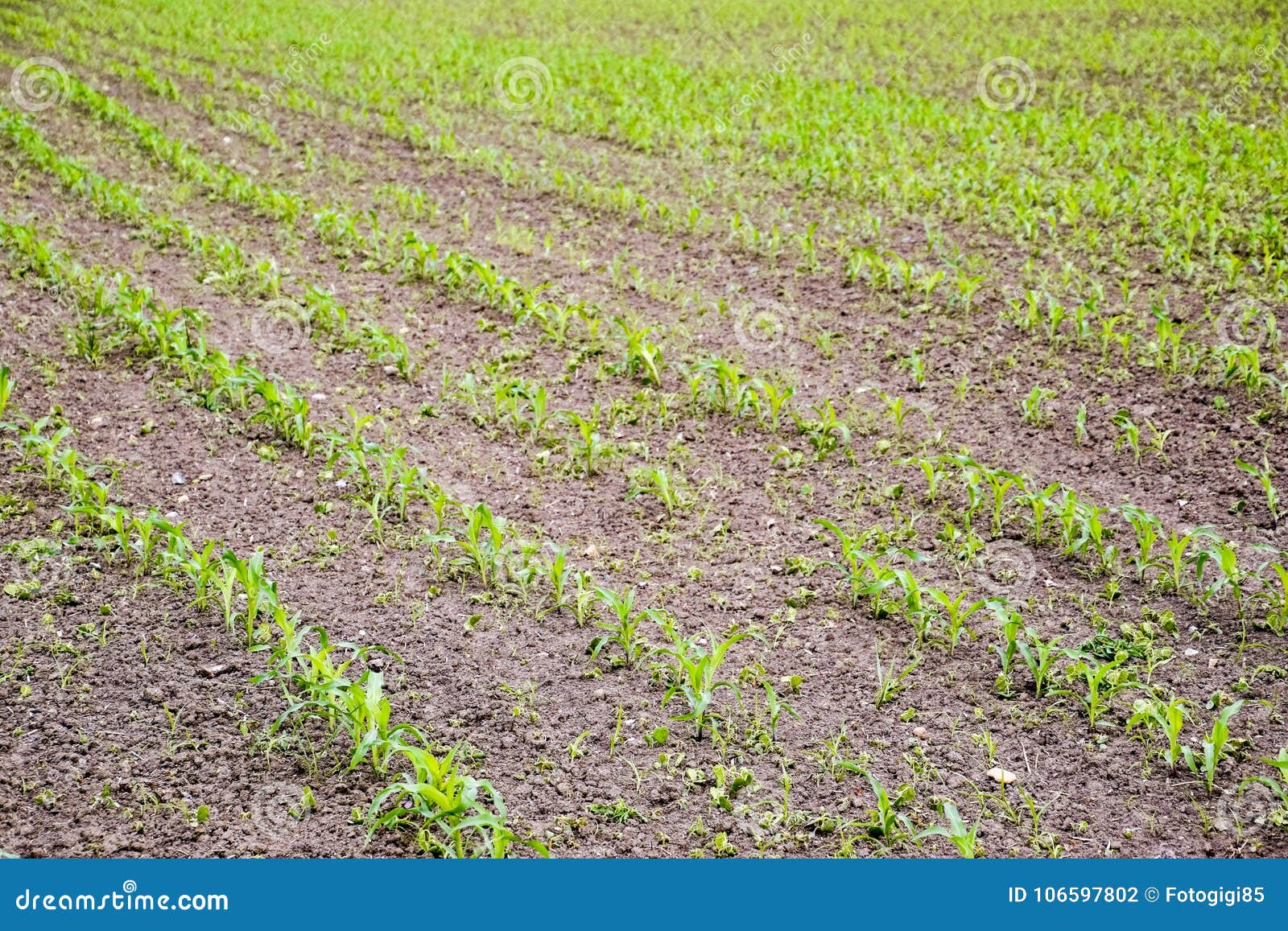 Cornfield. Small Corn Sprouts, Field Landscape. Loose Soil and Stalks ...
